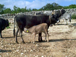 Vacca podolica, presto sarà presidio Slow Food – Mattinata.it